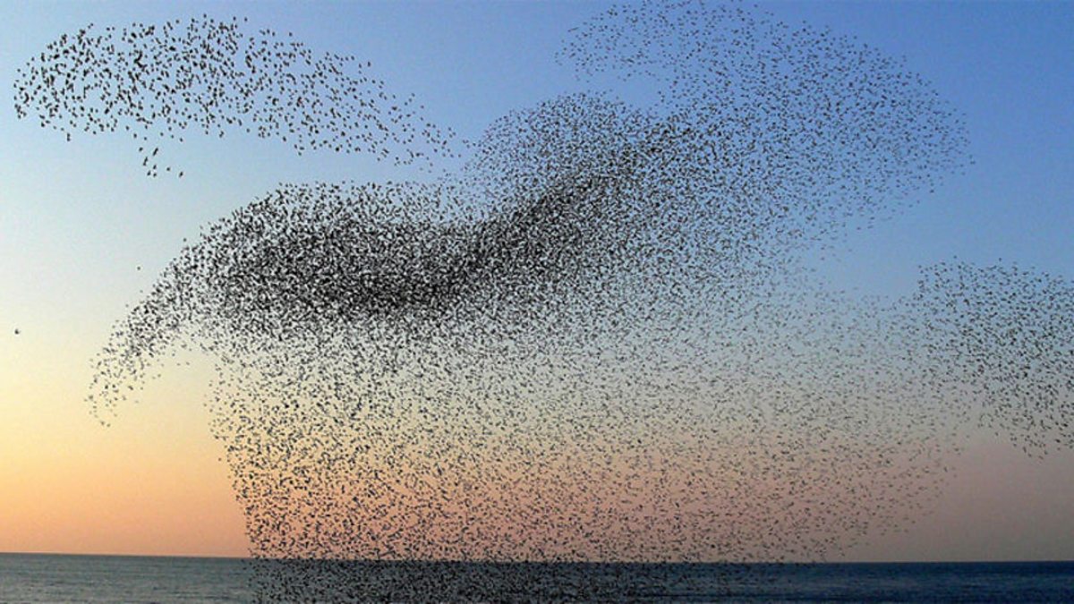 BBC One - Iolo's Secret Life of Birds, Episode 1, 20,000 starlings