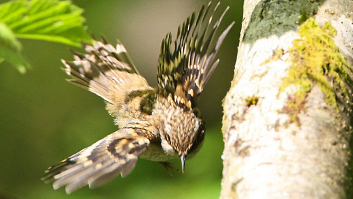 BBC One - Iolo's Secret Life of Birds, Episode 2, Treecreeper with an ...