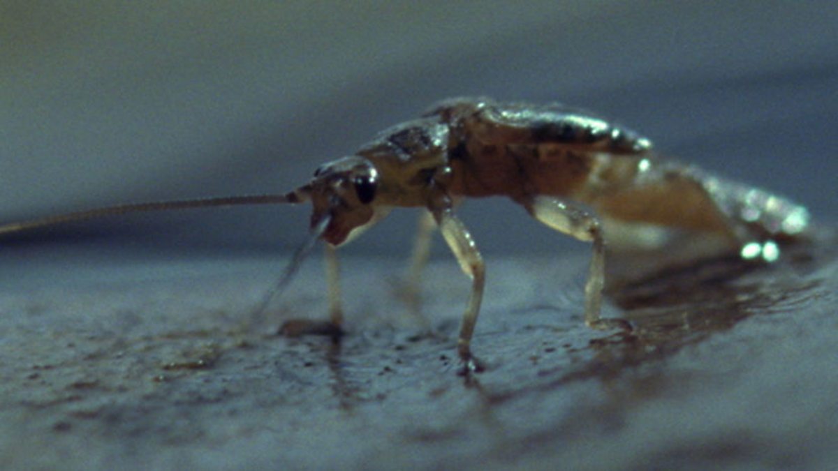 BBC One - Journey of Life, AIRBORNE, Flight path