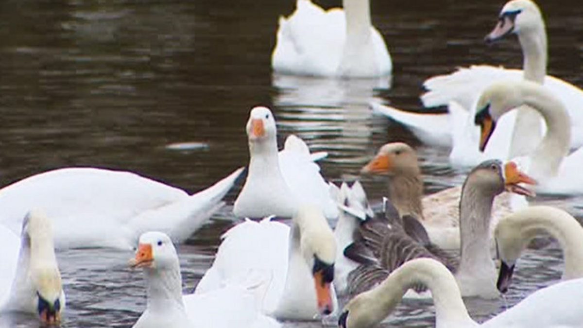 BBC One - BBC Newsline, 15/02/2011, Mystery surrounding swan deaths in ...