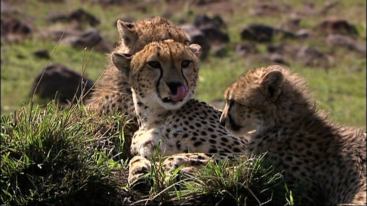 BBC One - Big Cat Week, Series 1, Episode 4, Sketching cats