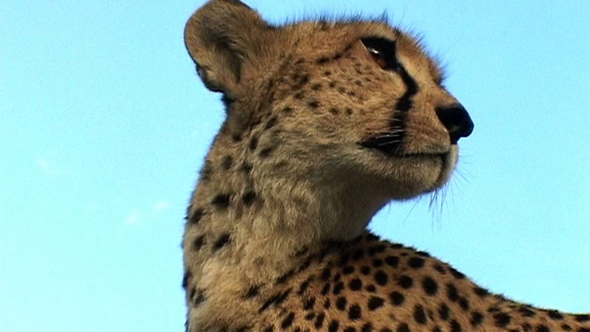 BBC One - Big Cat Week, Series 1, Episode 1, Hello Kike