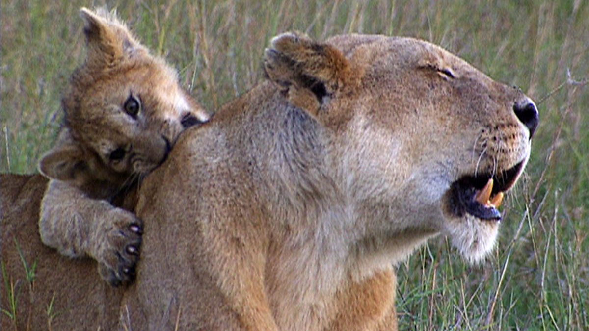BBC One - Big Cat Diary, Series 1, Episode 3, Lion spotting