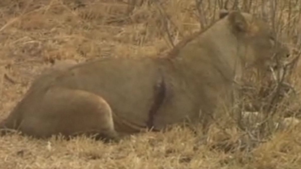 CBBC - Serious Explorers: Livingstone, Lion