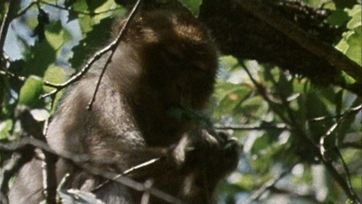 BBC Two - First Eden, Episode 1:THE MAKING OF THE GARDEN, Cedar forest ...