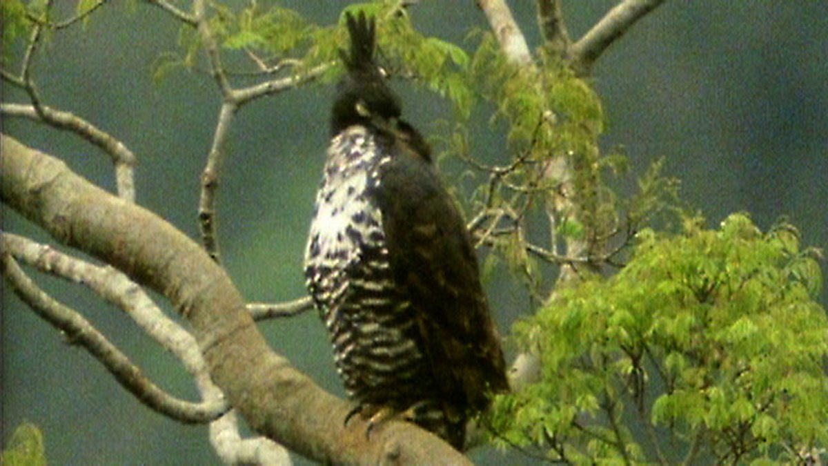 BBC Two - The Living Planet, Jungle, Titan tree