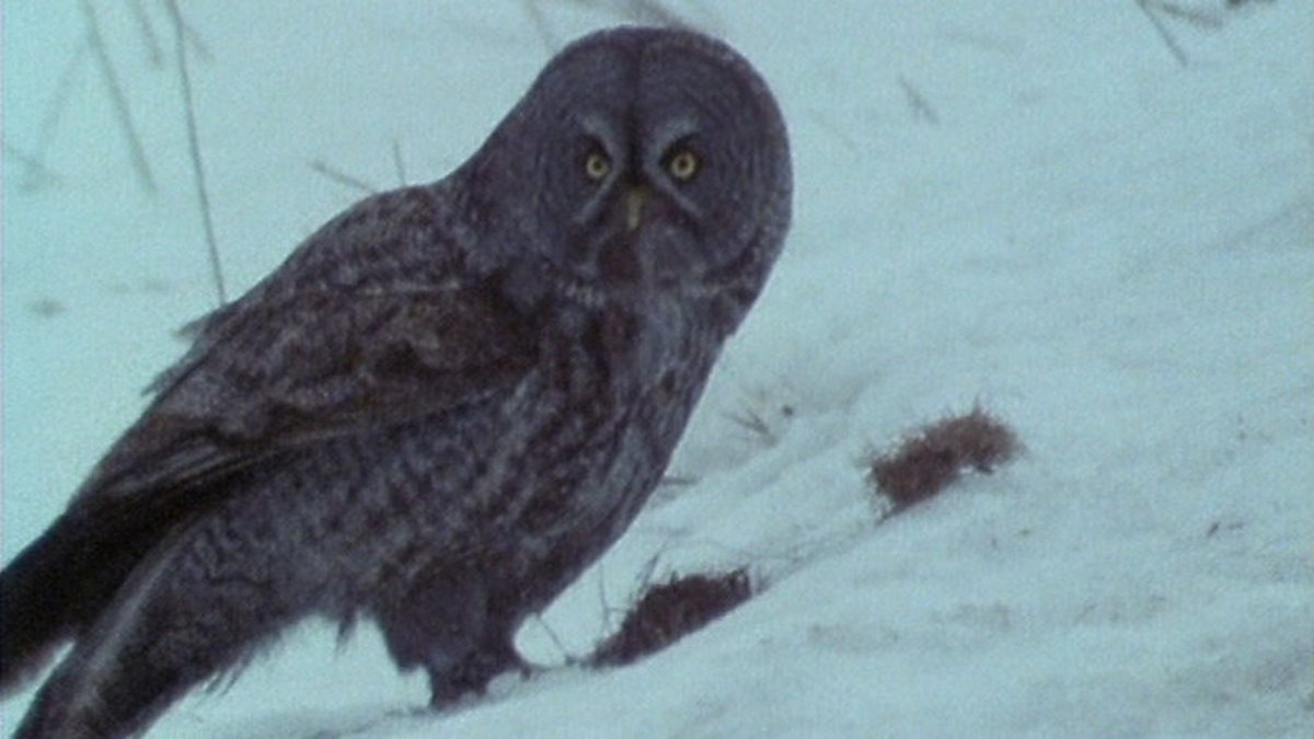 BBC Two - The Living Planet, The Northern Forests, Hungry owl
