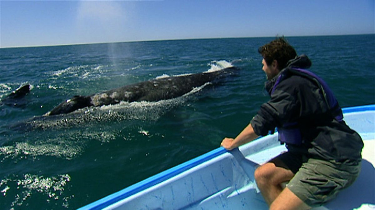 BBC One - Incredible Animal Journeys, The Whales' Tale, Whales in training