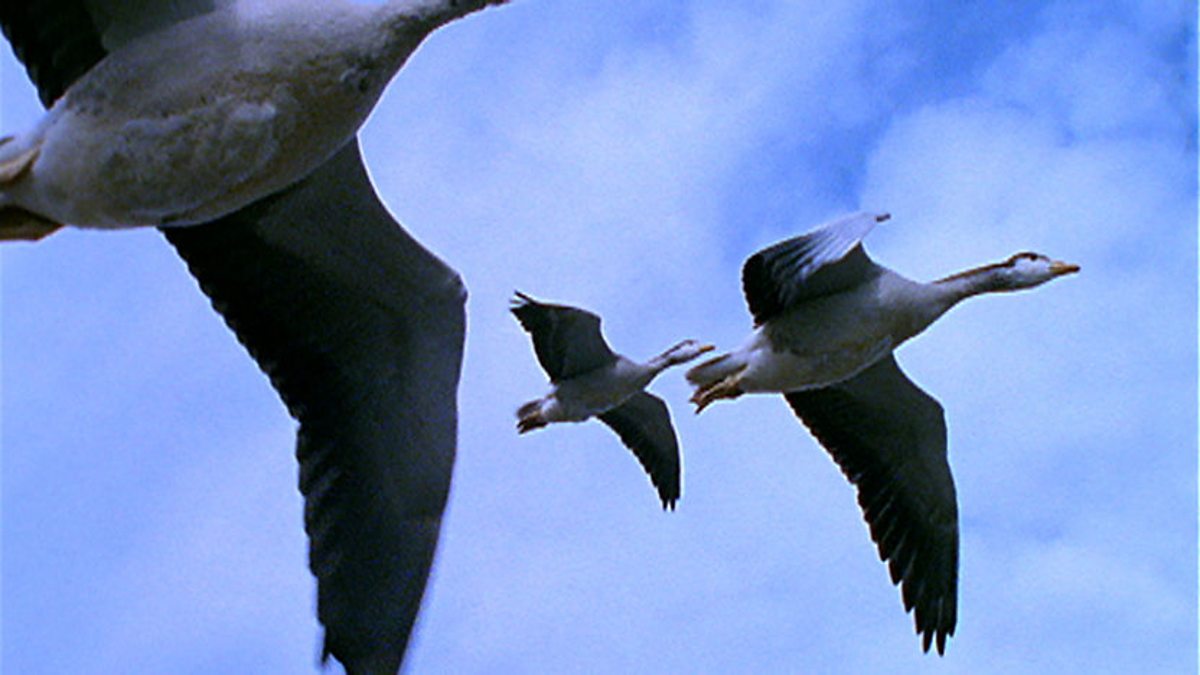 BBC One - Incredible Animal Journeys, Episode 5, High-altitude migration