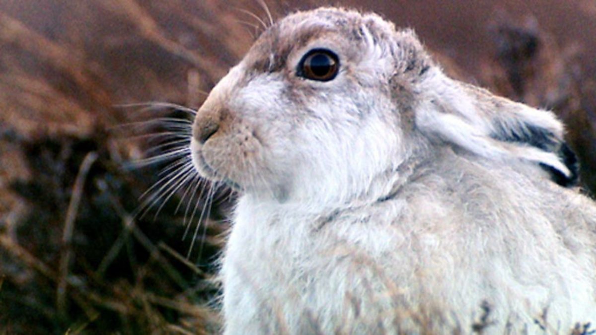 BBC Scotland - Landward, 2011/2012, Episode 25, Landward: Mountain hares