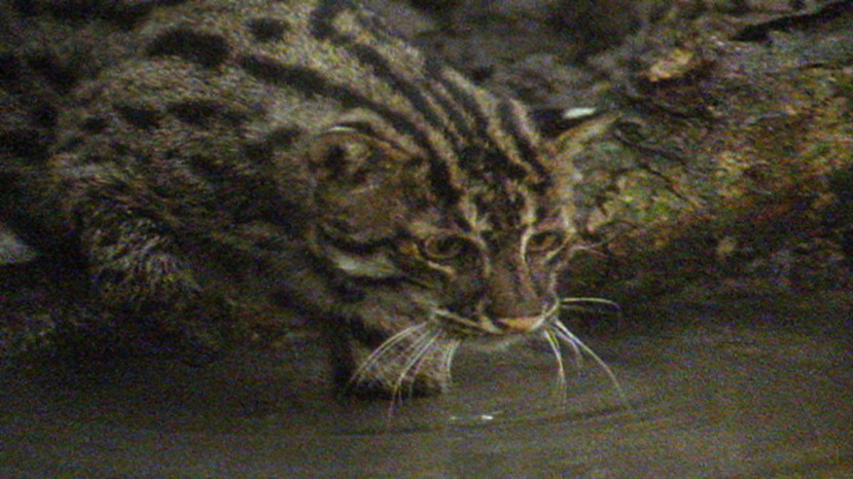 BBC One - The Velvet Claw, Sharpening the Tooth, Lynx to sand cat