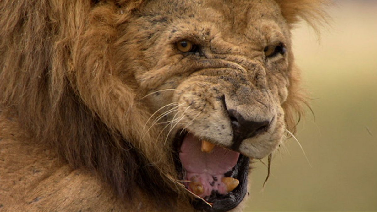 BBC Two - The Truth about Lions, The End of the Road?, Hide and seek