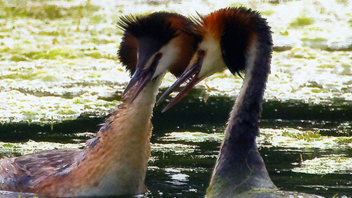 BBC One - Iolo's Secret Life of Birds, Episode 2, Great crested grebe ...