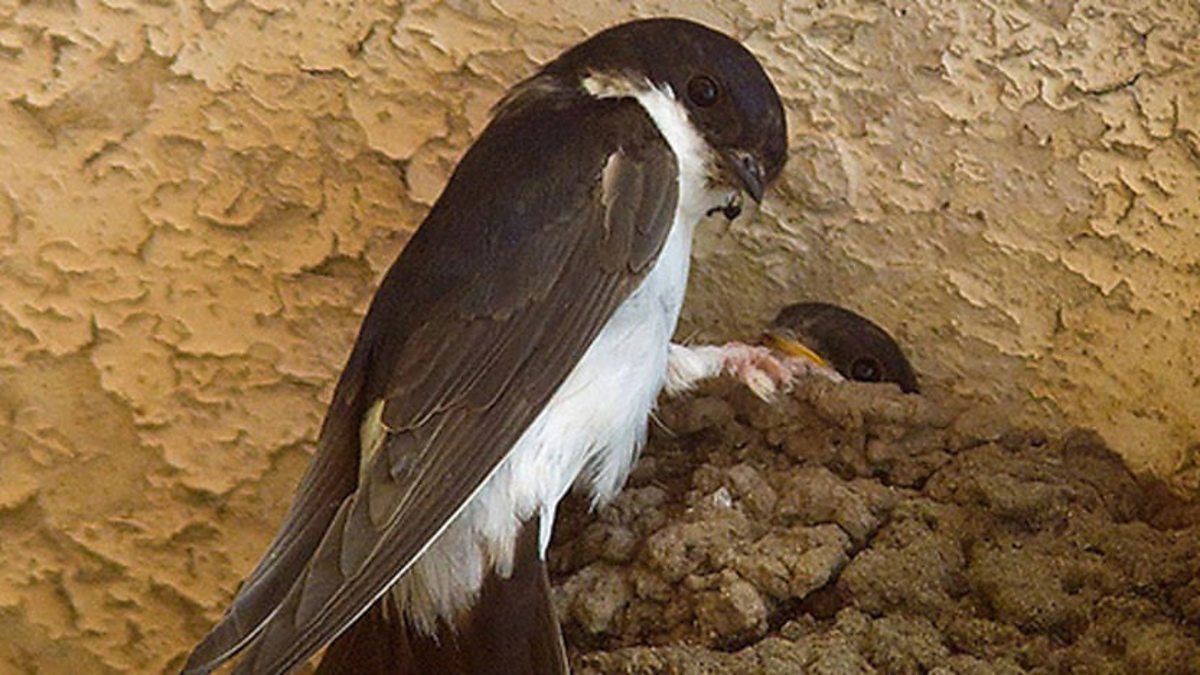 BBC One - Iolo's Secret Life of Birds, Episode 2, House martin nests
