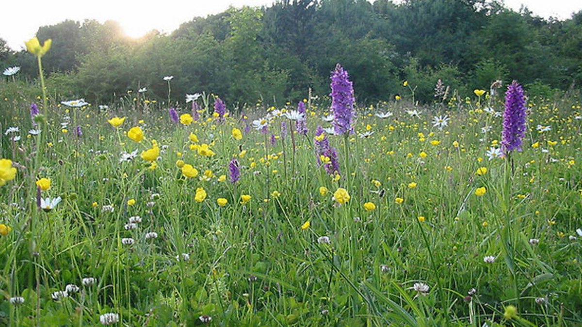 BBC Two - Iolo's Special Reserves, Episode 1, Wild hay meadows