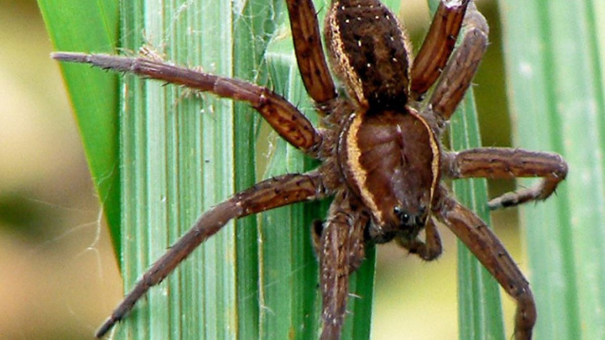 BBC Two - Iolo's Welsh Safari, Series 3, Coed Y Brenin, Fen raft spider