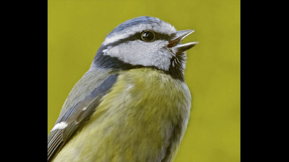 BBC Two - Springwatch, Sounds of spring episode 1