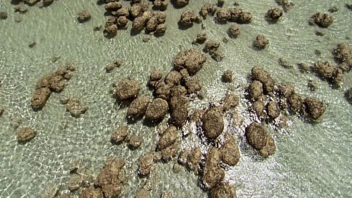 BBC Two - Earth: The Power of the Planet, Atmosphere, Oxygen enters the ...