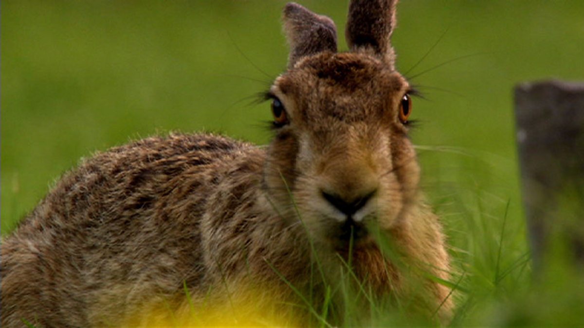 BBC Two - The Animal's Guide to Britain, Grassland Animals, Brown hare ...