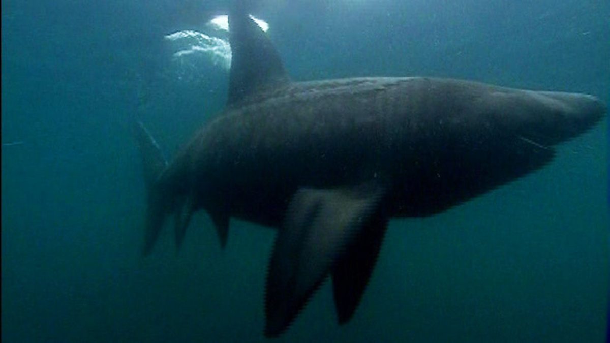 BBC Two - Waterworld, Series 1, Episode 5, Basking sharks