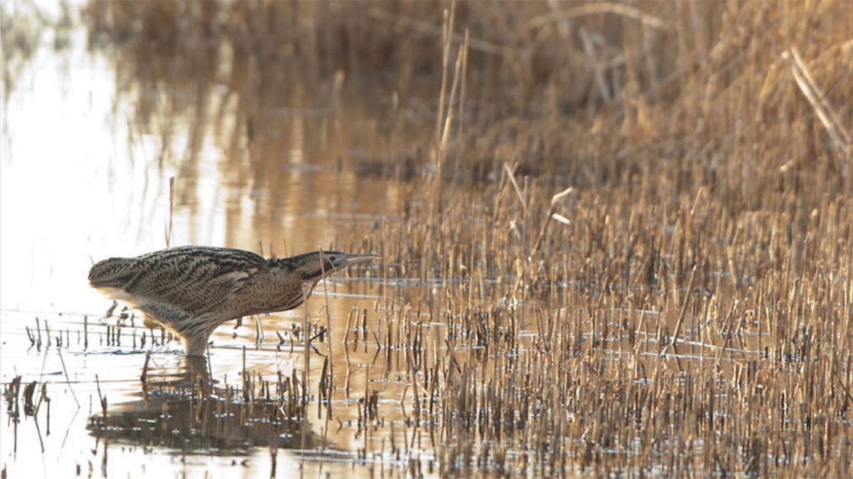 BBC Two - Springwatch, Sounds of Spring episode 2