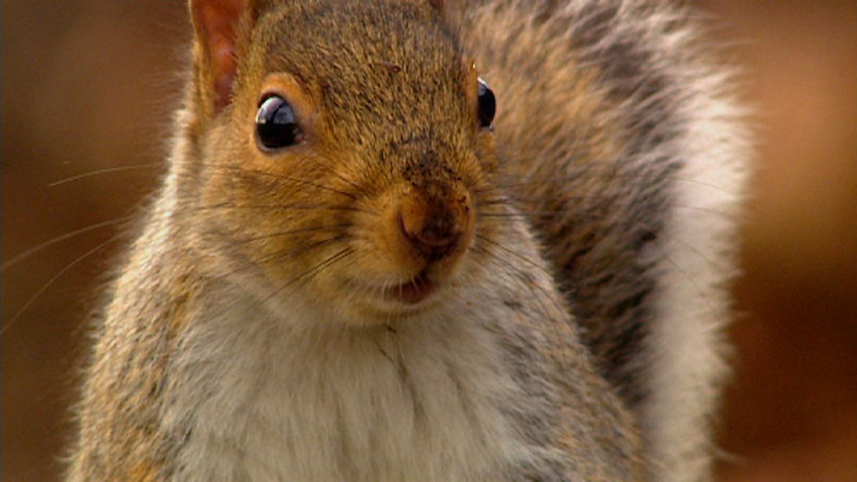 BBC Two - The Animal's Guide to Britain, Woodland Animals, Cache bandits