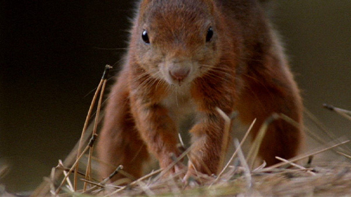 BBC Two - The Animal's Guide to Britain, Woodland Animals, A red ...