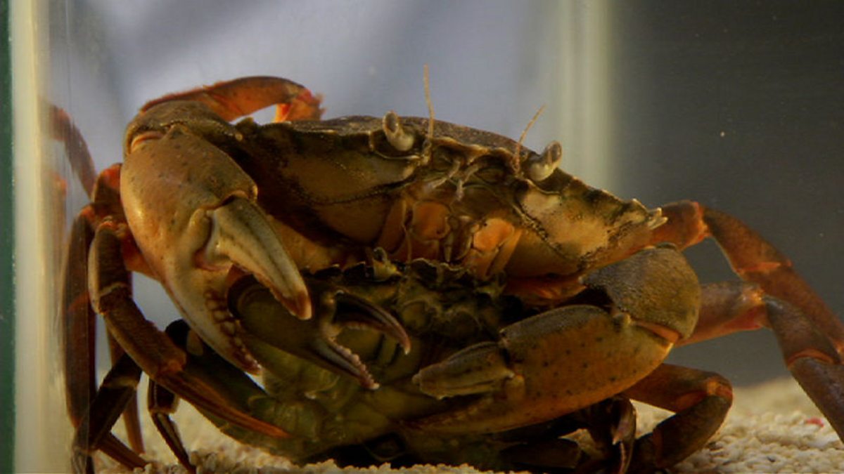 BBC Two - The Animal's Guide to Britain, Coastal Animals, Protective cover