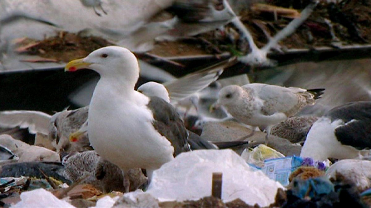 BBC Two - The Animal's Guide to Britain, Coastal Animals, A gull's ...