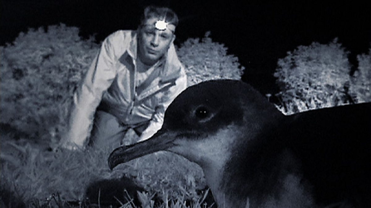 BBC Two - The Animal's Guide to Britain, Coastal Animals, All at sea