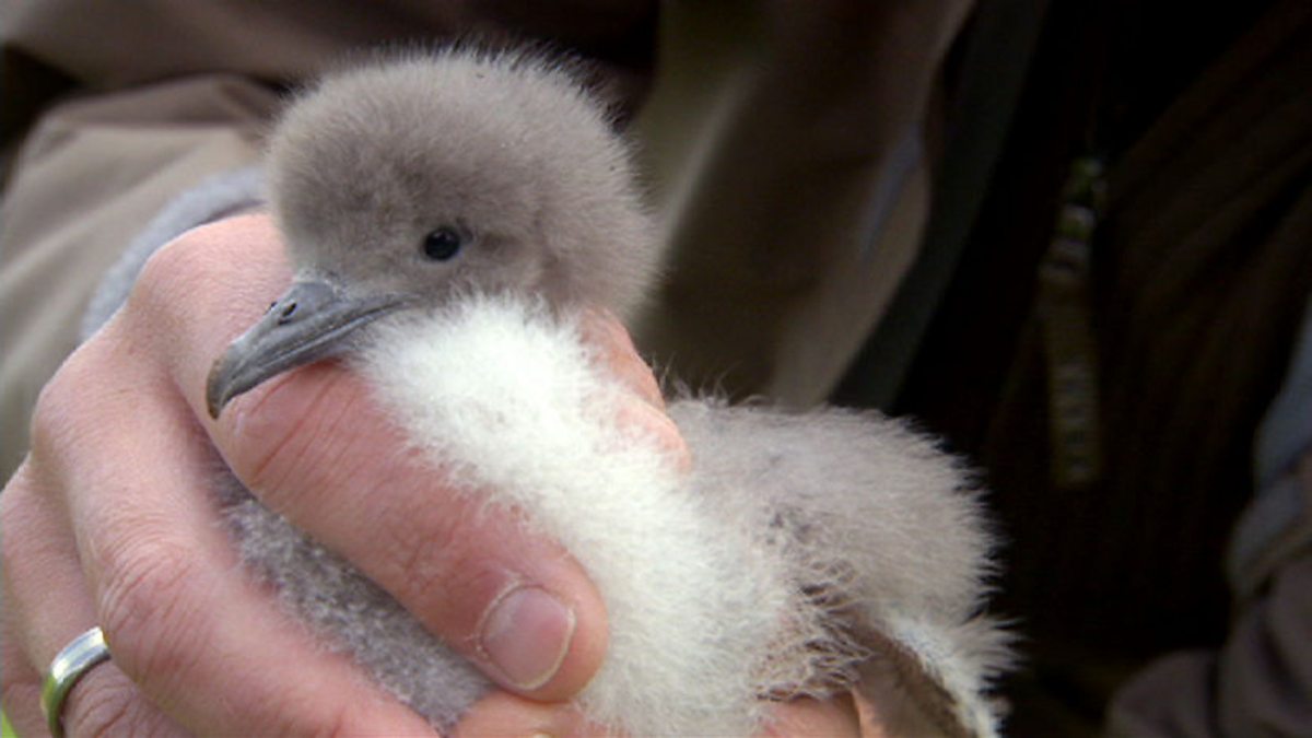 BBC Two - The Animal's Guide to Britain, Coastal Animals, Chubby chick