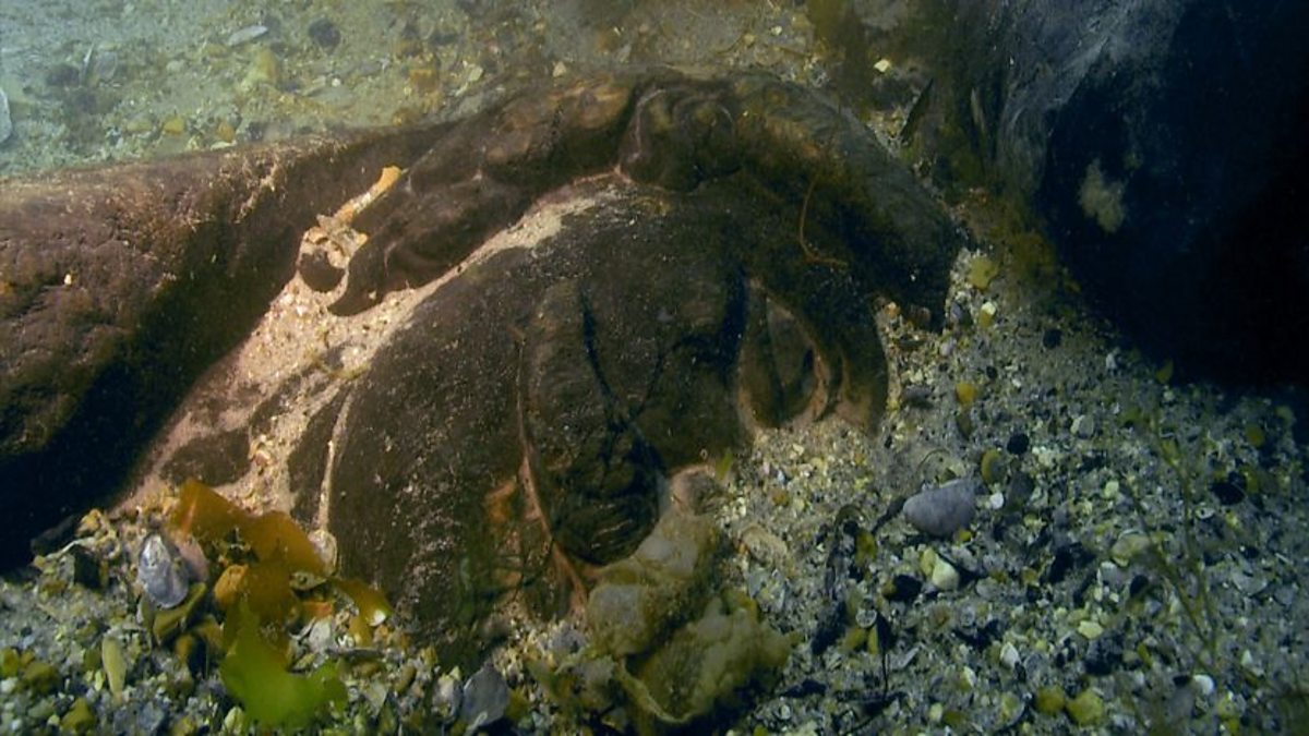 BBC Two - Britain's Secret Seas, The Bustling South, Swash Channel Wreck