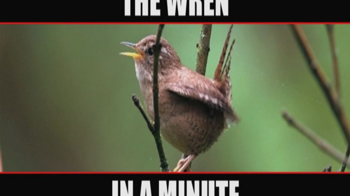Wren Memes I NEEDED THIS | Star Wars Jokes, Star Wars, Star Wars Humor