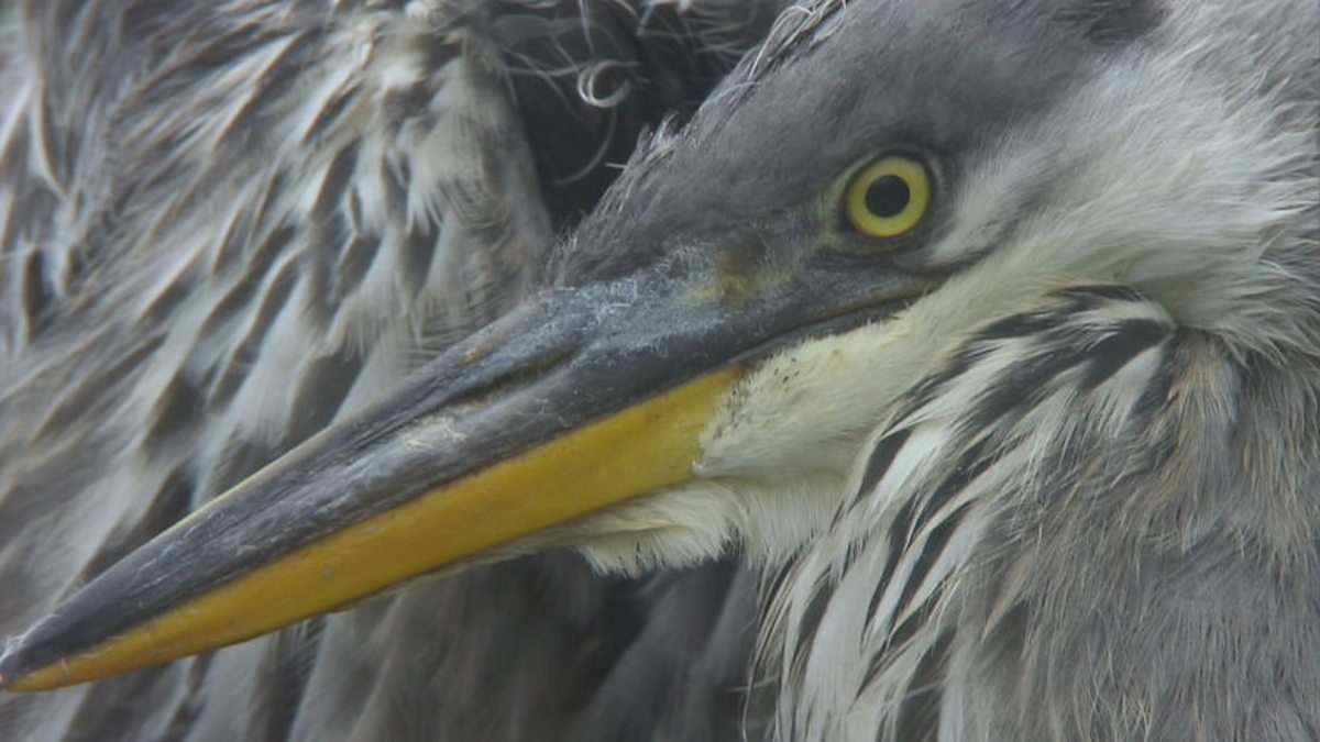 BBC Two - Springwatch, 2011, Episode 2, Heron nest feeding behaviour