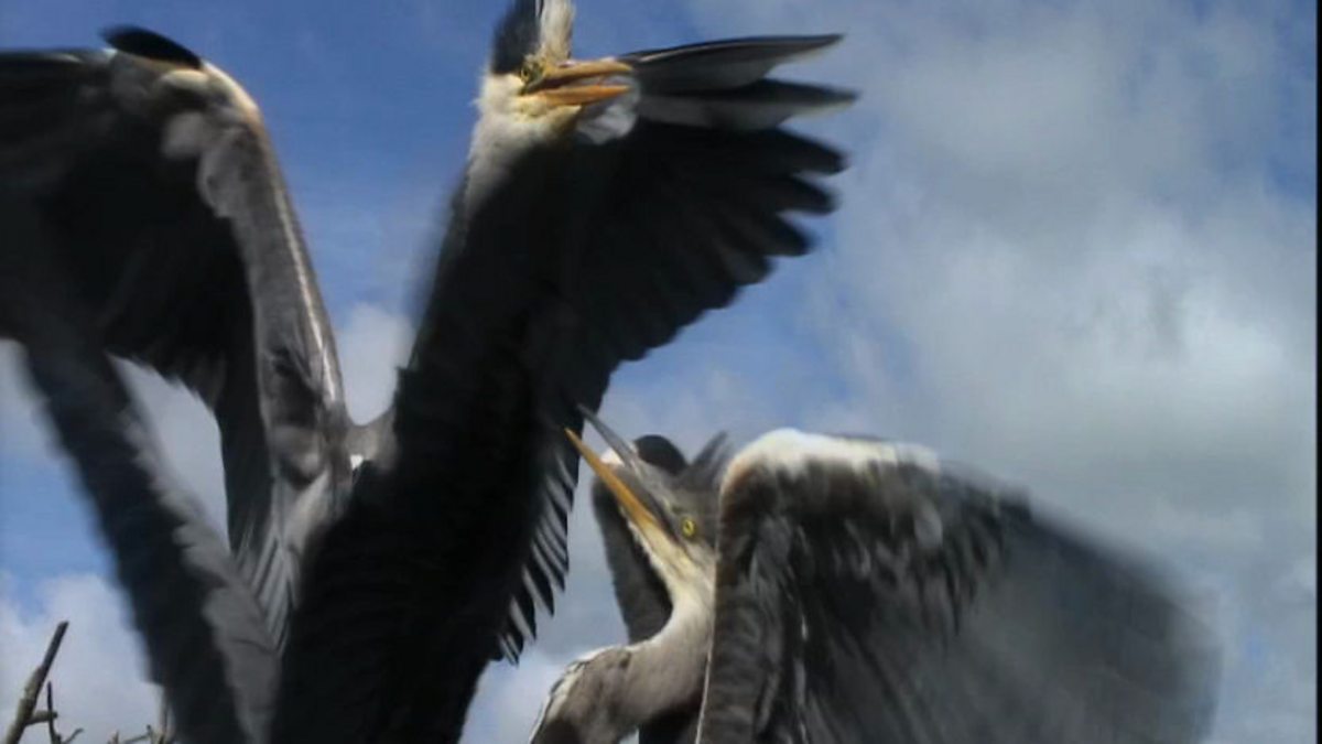 BBC Two - Springwatch, 2011, Episode 7, Herons' teenage kicks