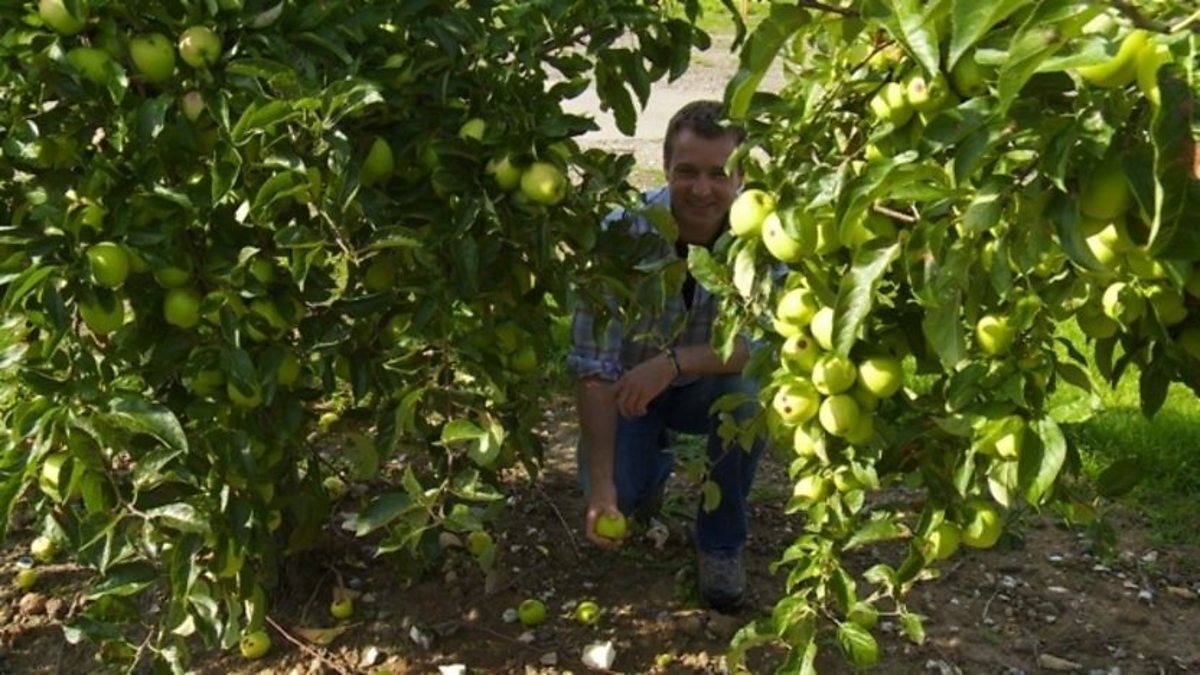 BBC Four - Apples: British to the Core, What the Victorians did for the ...