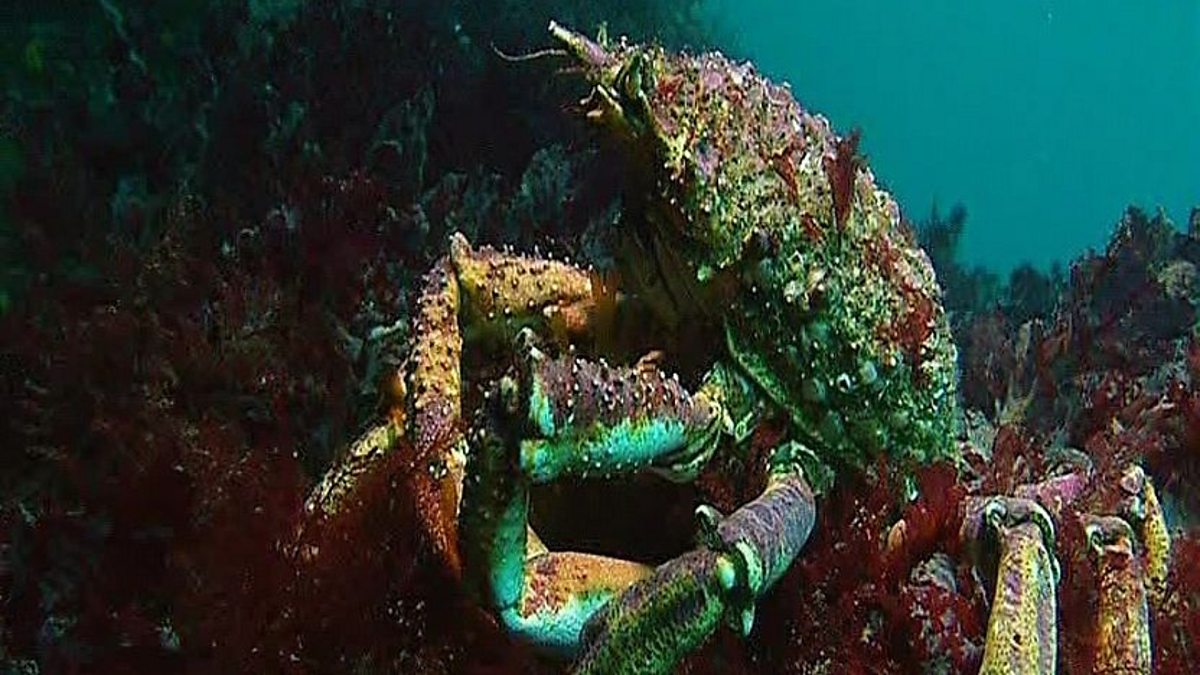 BBC Two - Waterworld, Series 1, Episode 4, First-class Fish