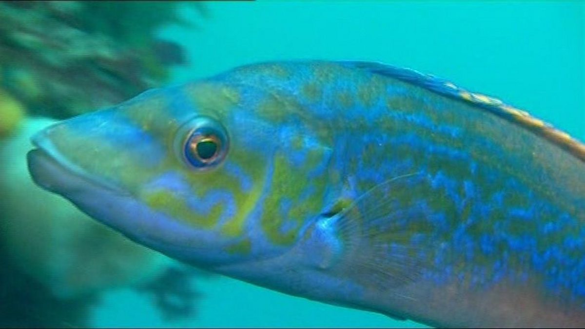 BBC Two - Waterworld, Series 1, Episode 4, Fantastic Fish