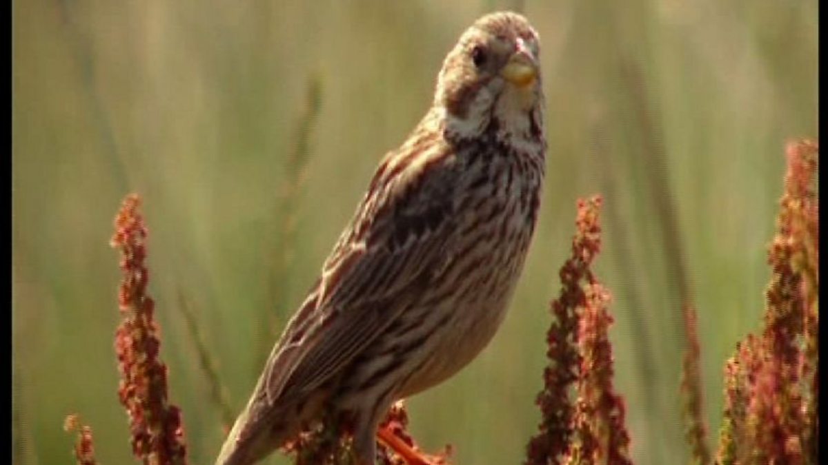 BBC Two - Springwatch, 2011, Episode 8, Farmland birds