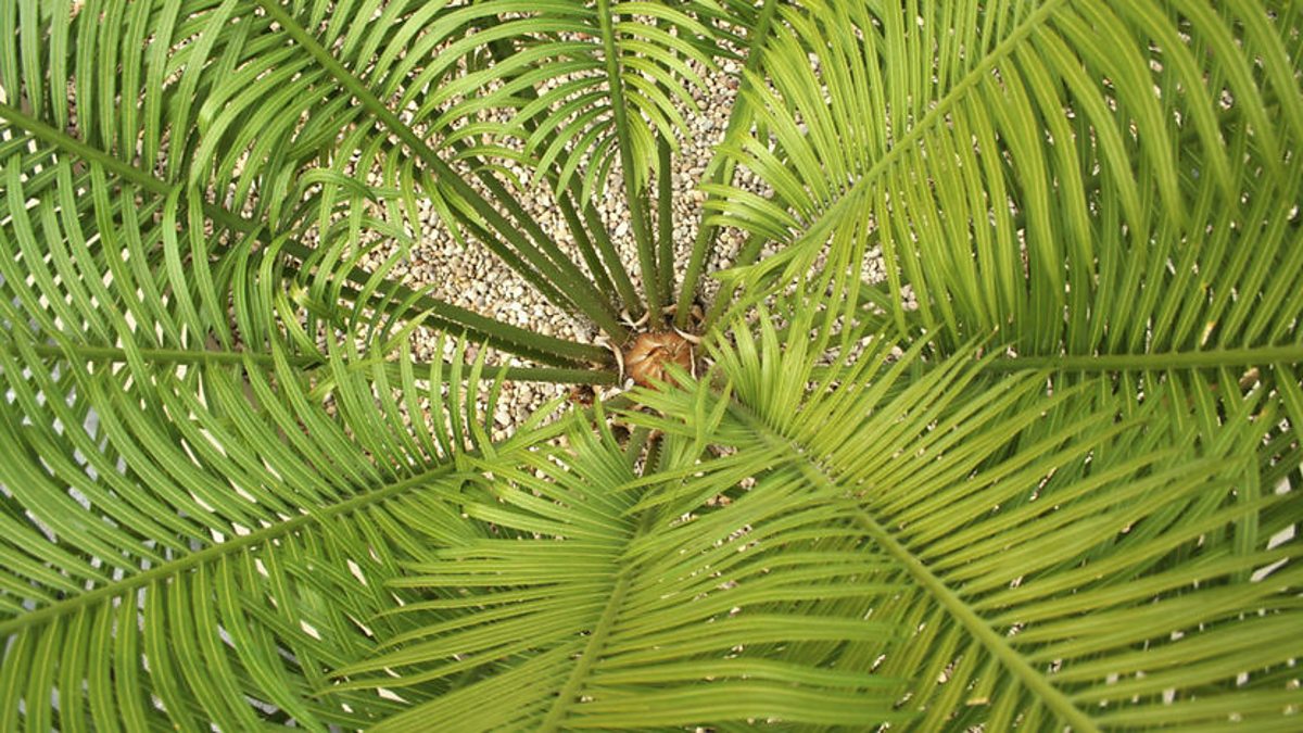 BBC Radio Ulster - What's Next, 19/06/2011, Jurassic plants.