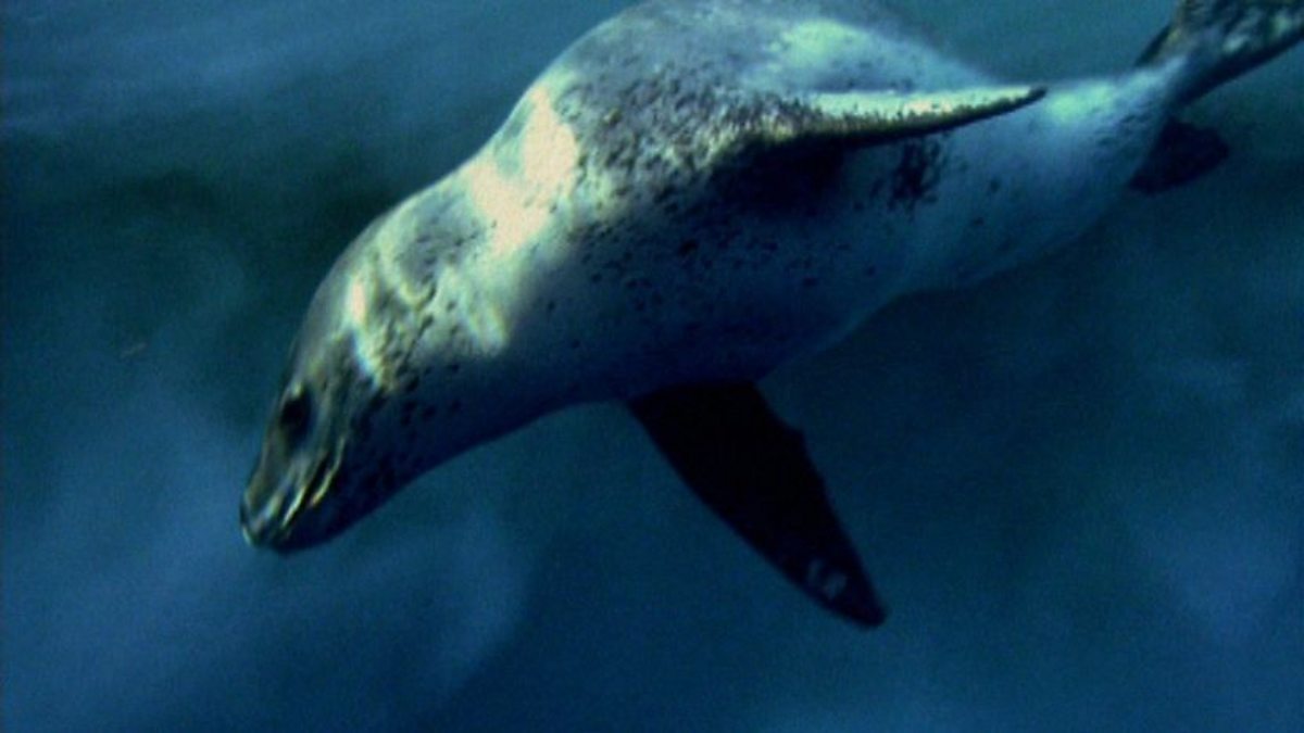 BBC One - Journey of Life, LIVING TOGETHER, Predator and prey