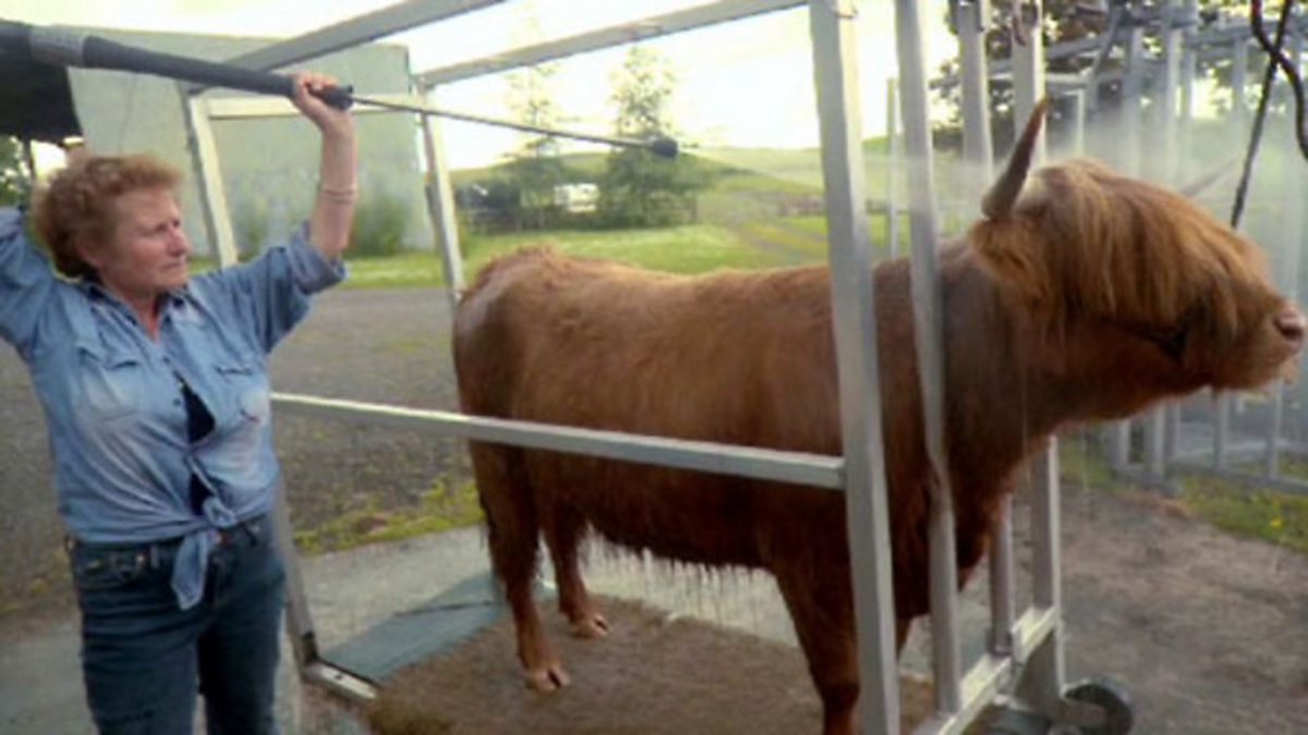 BBC Scotland - Landward, 2011/2012, Episode 13, Grooming cattle for the ...