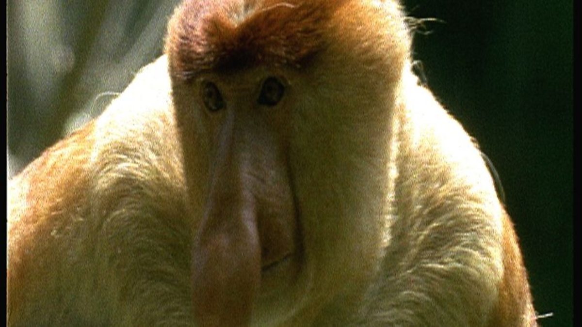 BBC One - Cousins, MONKEYS, A nose for swamp food