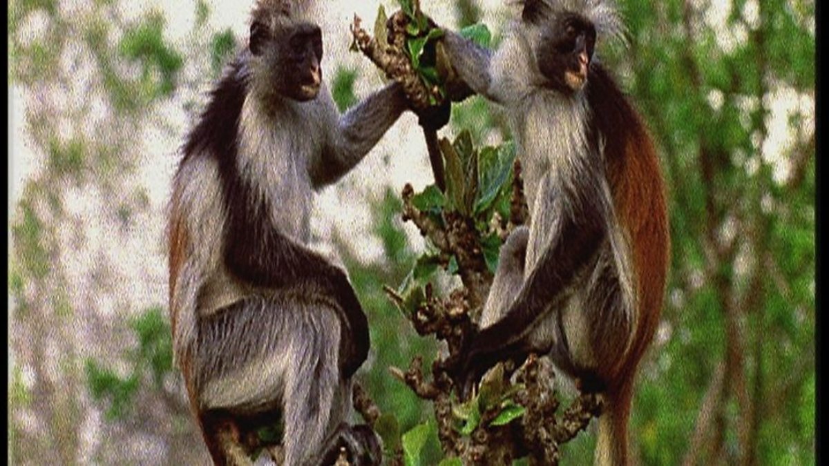 BBC One - Cousins, MONKEYS, Treetop playtime