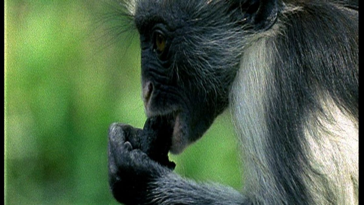 BBC One - Cousins, MONKEYS, Monkey medication