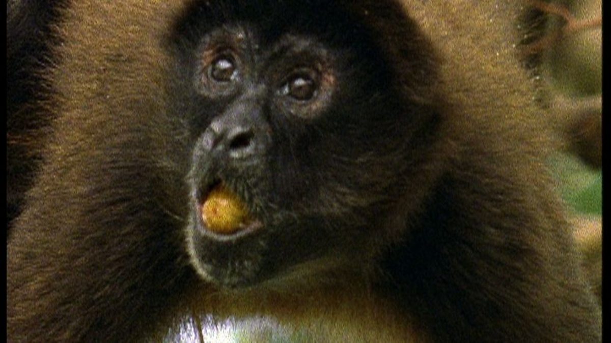 BBC One - Cousins, MONKEYS, Thereby hangs a tail
