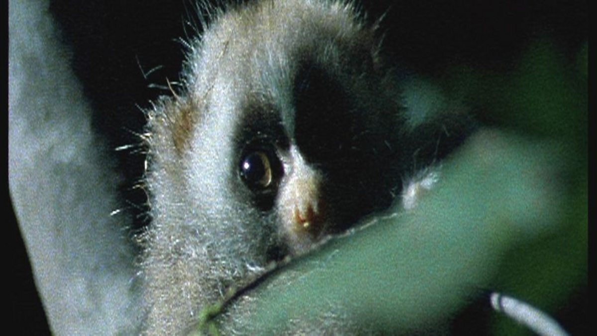 BBC One - Cousins, FIRST PRIMATES, Poison bath