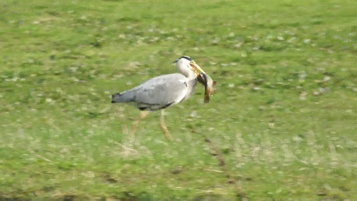 BBC - Springwatch: Your Movies, Grey heron catching a tench. Victoria ...