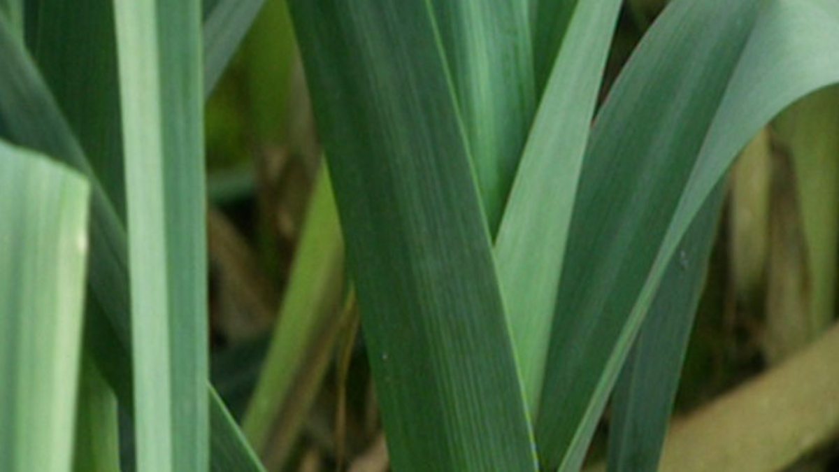 BBC Two - Welsh Icons, The Leek - Emblem of Wales