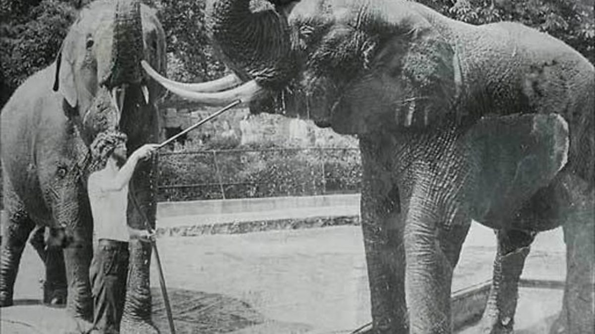 BBC One - The Animal Magic Zoo, The Animal Magic Zoo - Elephants